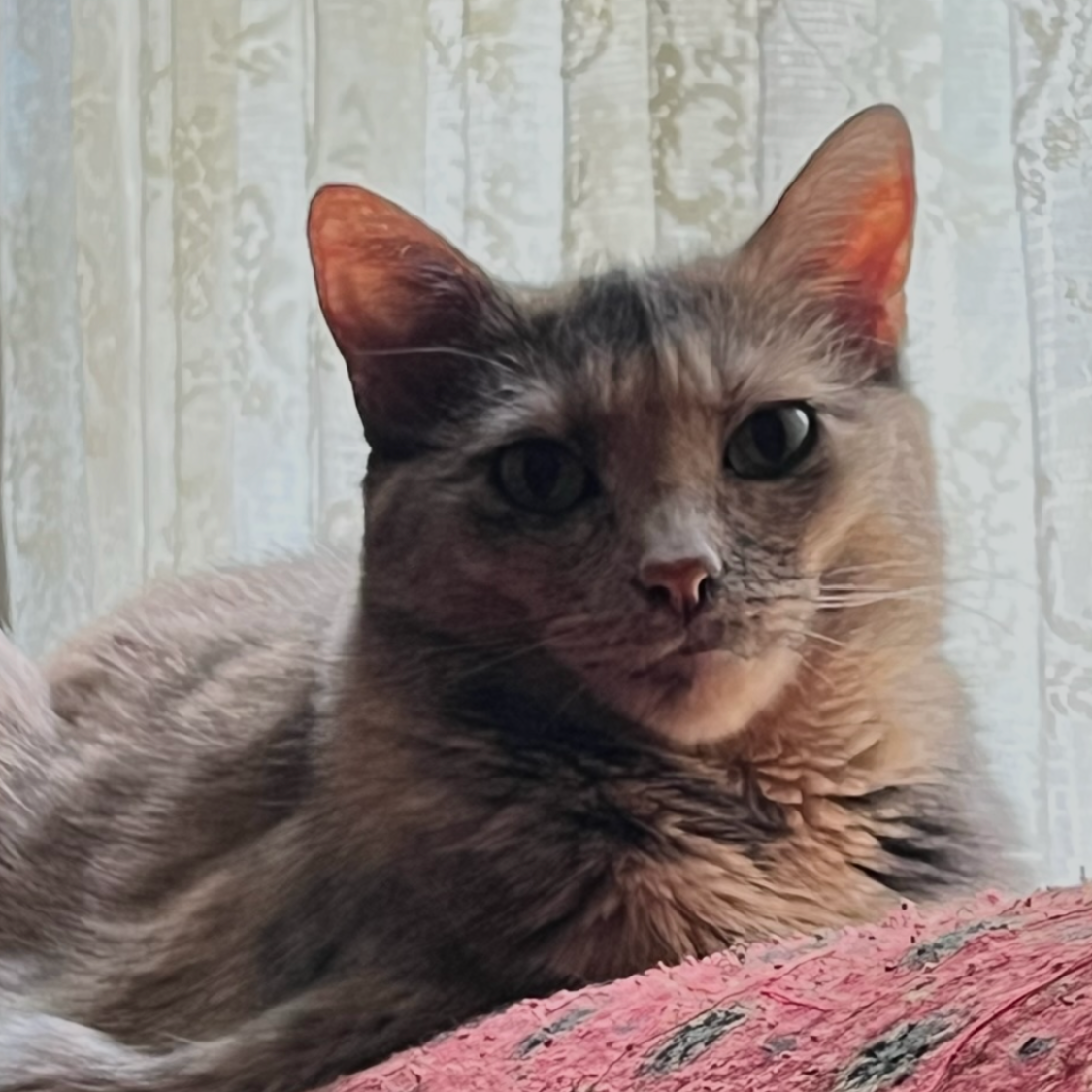 My Cat June, Improved AI Voice Generator | Jammable AI Covers