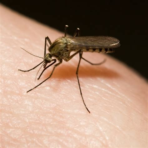 Mosquito V2 AI Voice Generator | Jammable AI Covers